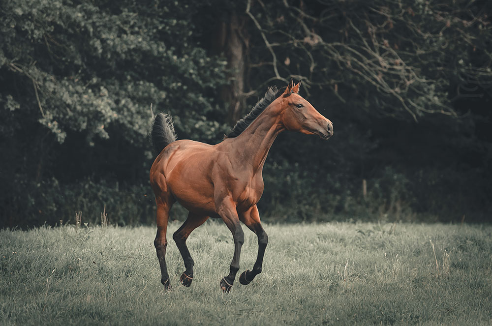 Inspiration Stage - National Equine Show