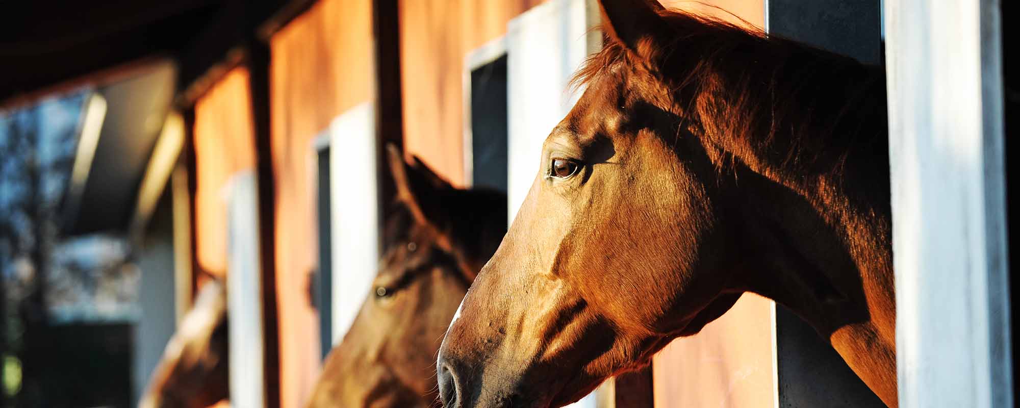 News - National Equine Show