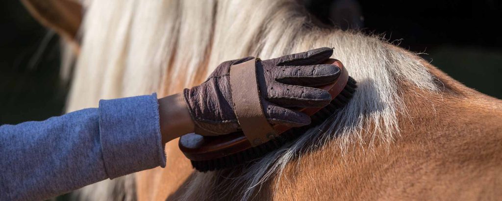 Agenda - National Equine Show