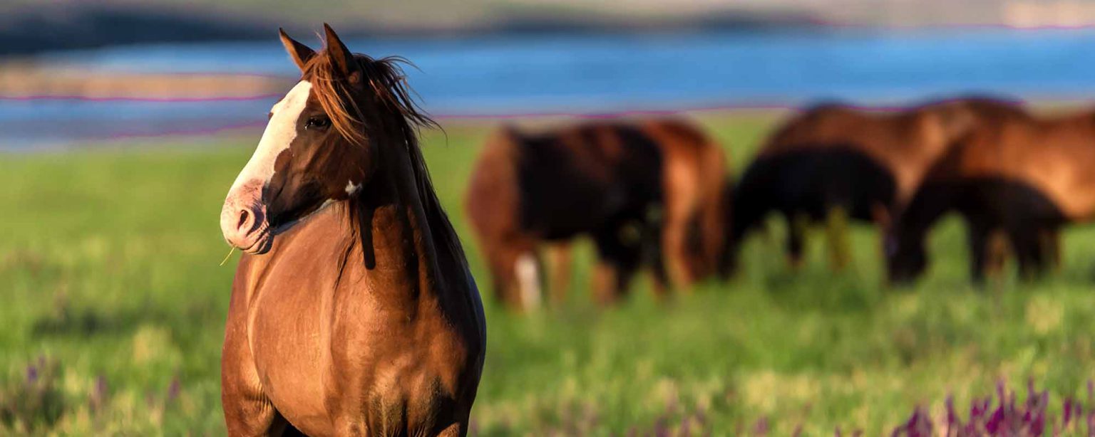 Partners - National Equine Show